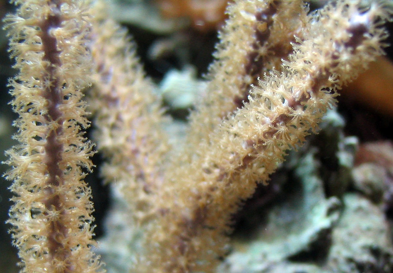 Small Polyp Stony Corals SPS – Tyler Merrick
