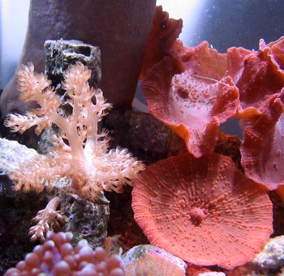 Soft Corals – Tyler Merrick